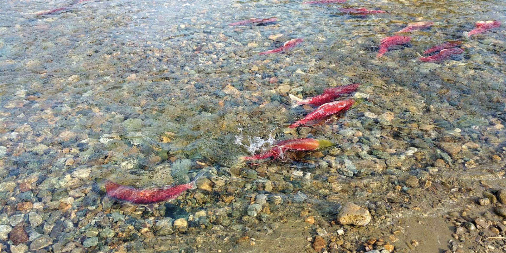 First Nations Fisheries Council